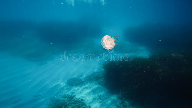 Little Jellyfish Swim Underwater in the Ocean Stock Image - Image of ...