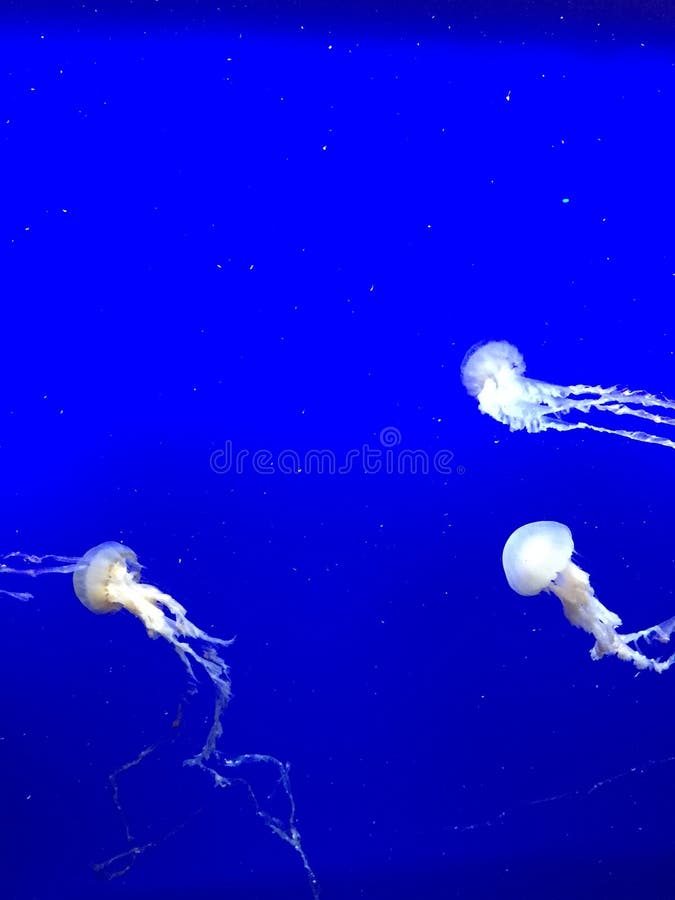 Little Jellyfish stock photo. Image of aqua, jellyfish - 56562766