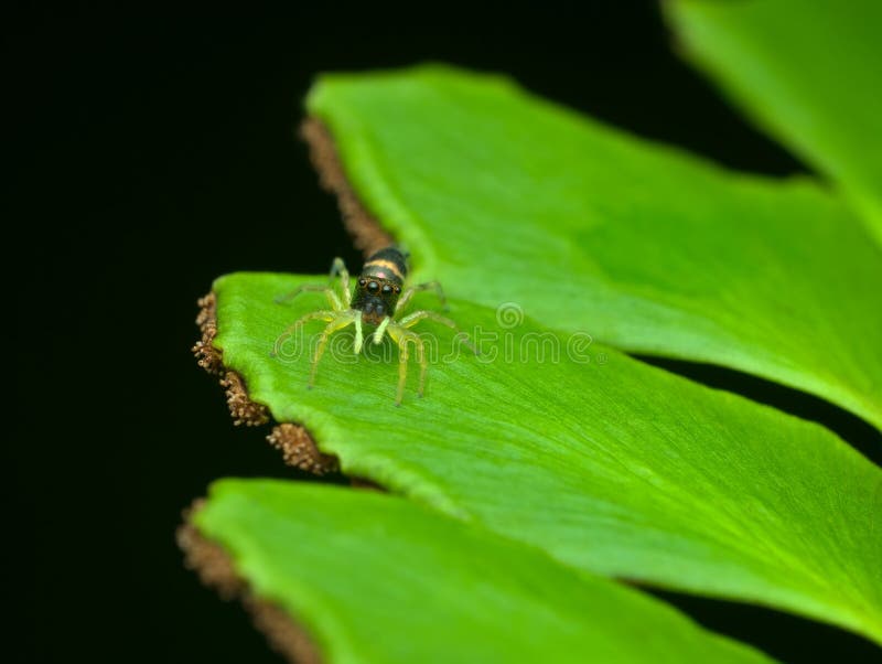 Little Jumping Spider on the Fern Leafs Stock Photo - Image of macro ... Little Jumping Spider on the Fern Leafs Stock Photo - Image of macro ...