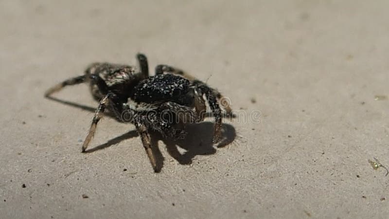 A Little Boy is Jumping on an Inflatable Rubber Donkey among the Mess ...