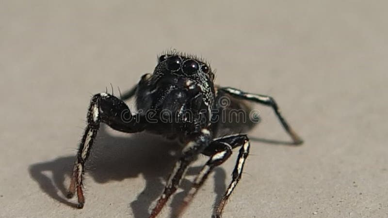 A Little Boy is Jumping on an Inflatable Rubber Donkey among the Mess ...