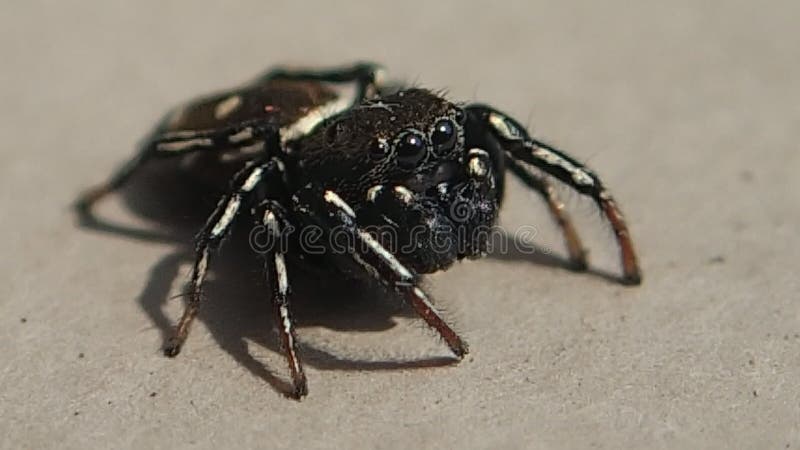 Little Jumping Spider on a Table Stock Video - Video of animal, waiting ...