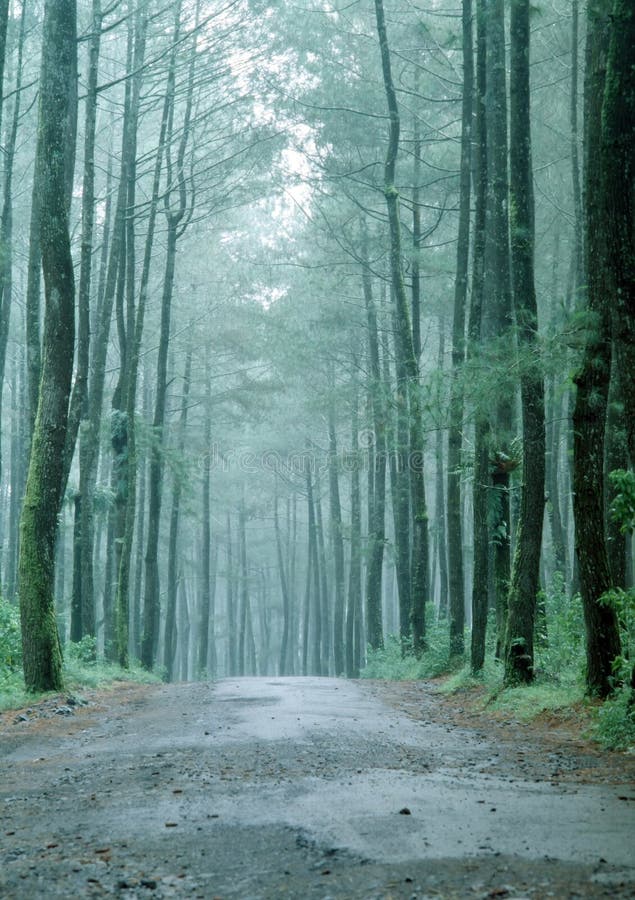 A little jungle stock photo. Image of forest, tree, hardwood - 13730716