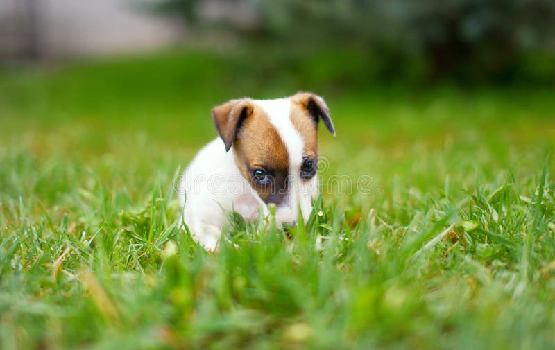 Little Junior Jack Russell Terrier Sitting in Grass Stock Photo - Image ...