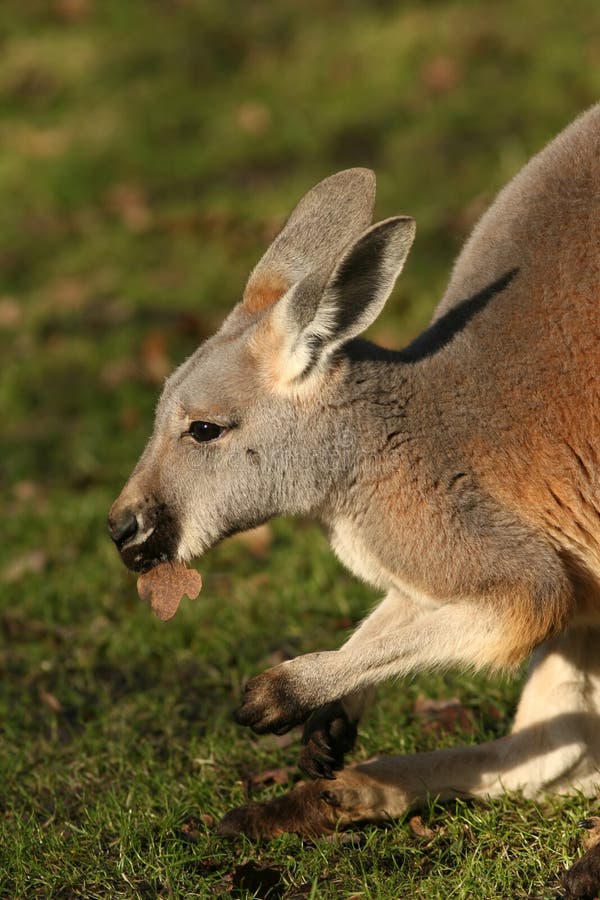 Little Kangaroo Eating Leaf Picture. Image: 7899231