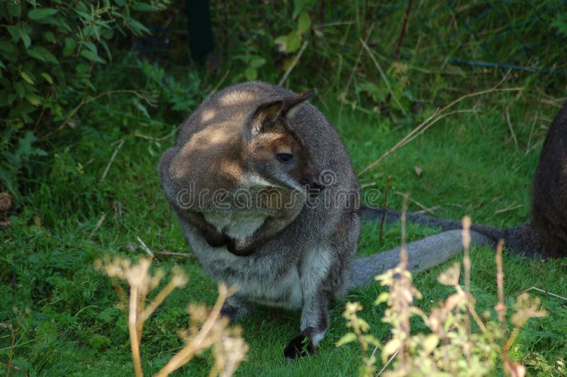 17_01_A Little Kangaroo_2009-0814-0001 Stock Photo - Image of wombat ...