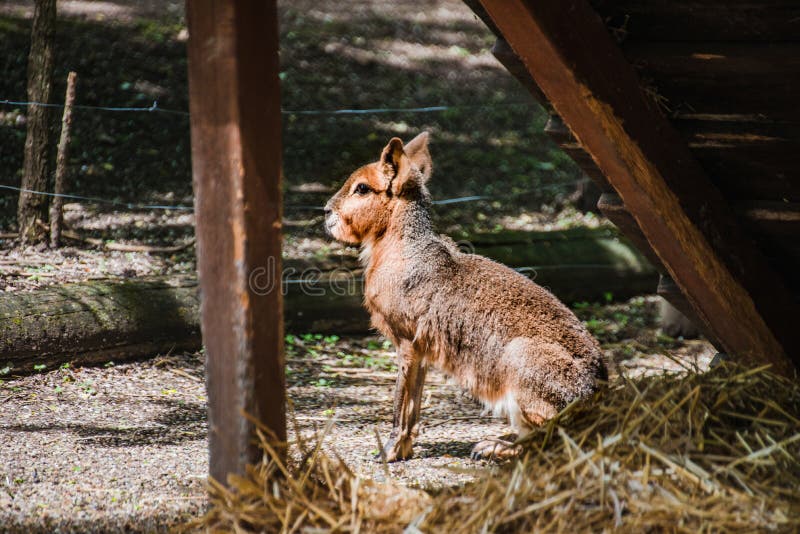Little Kangoo Animal Sitting on His Cage Stock Photo - Image of hairy ...