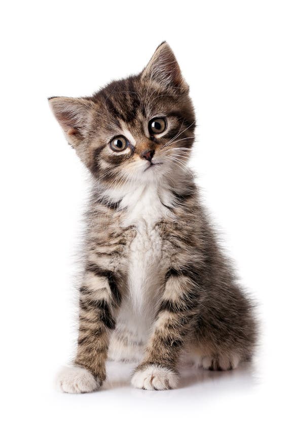 Little kitten stock photo. Image of small, looking, baby - 15037384