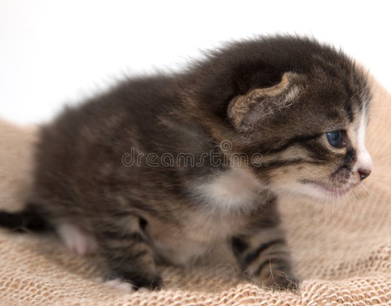Kitten Screaming. Nice and Funny White Kitten Plays Inside the T Stock ...