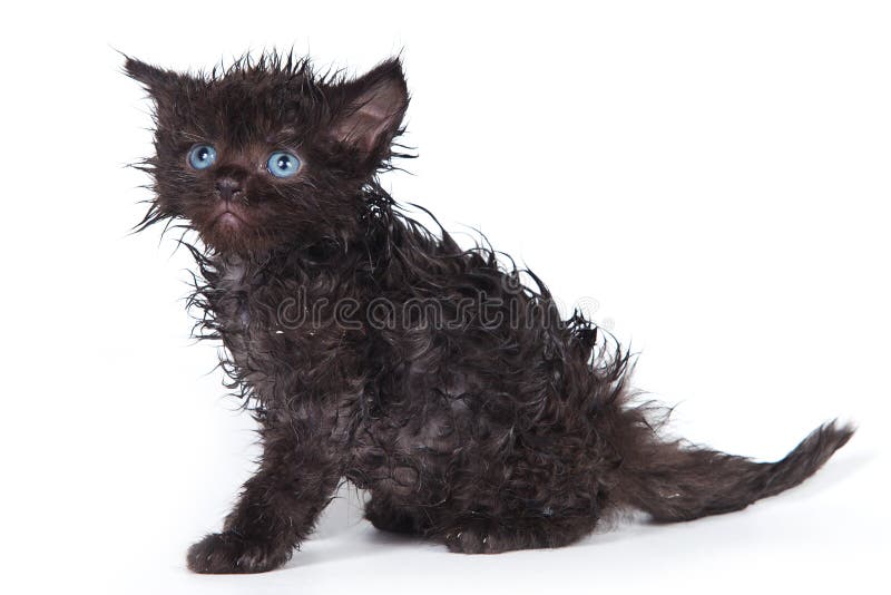 Cute Black Soggy Cat after a Bath Stock Image - Image of mammal, care ...