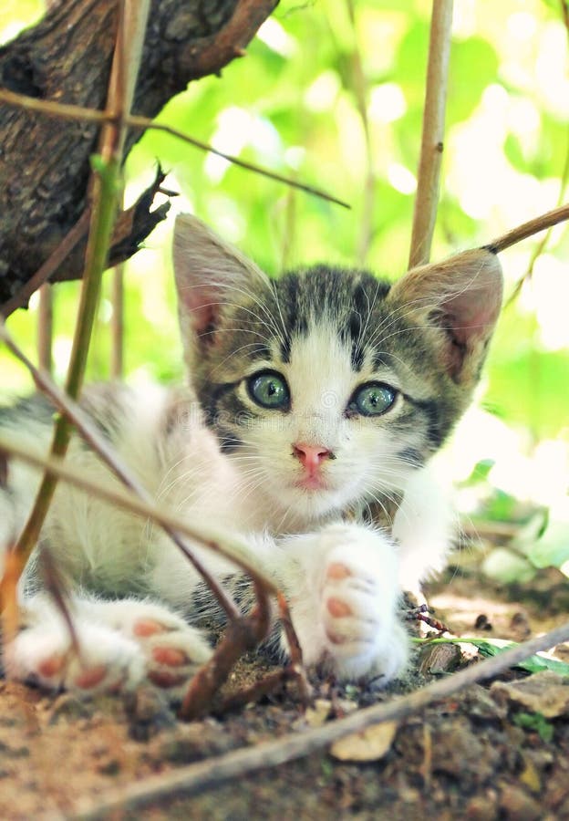 Little kitten stock image. Image of kitten, field, healthy - 20501813