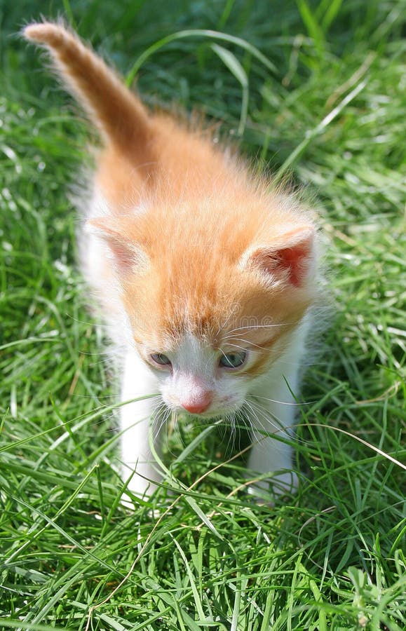 Little kitten stock image. Image of buddy, domestic, cozy - 24679879