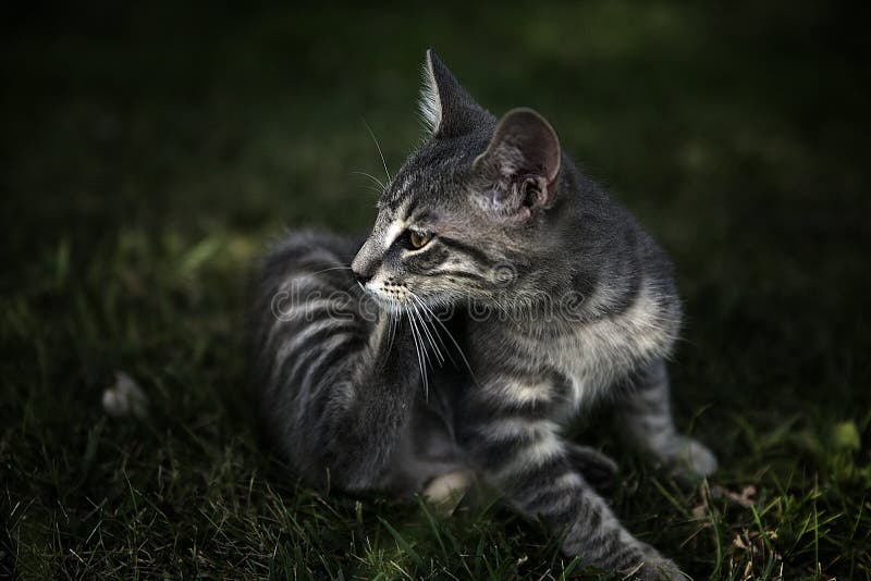 Striped Grey Tabby Kitten Sitting in the Grass Stock Photo - Image of ...