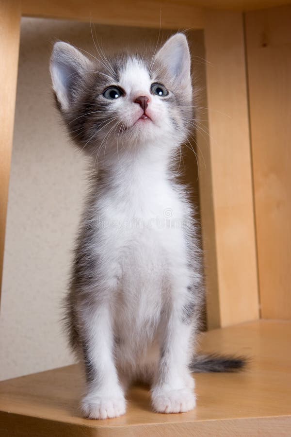 Little Kitten stock photo. Image of mammal, tabby, kitten - 4194238