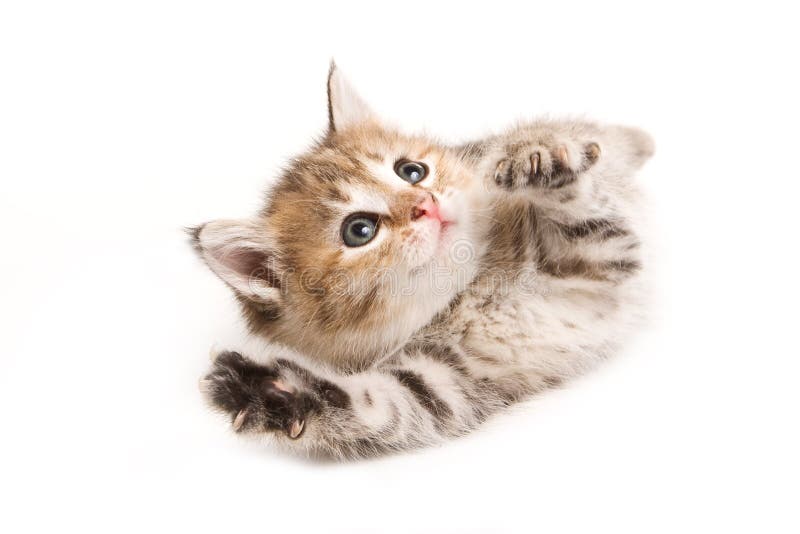 Kitty and butterfly stock photo. Image of kitten, white - 19209818