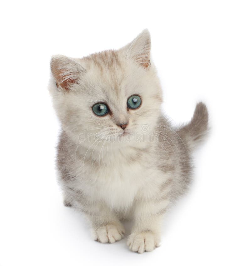 Little Kitten Picture. Image: 9256347