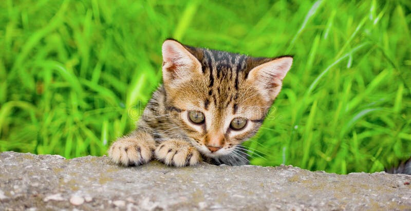 Little kitten stock photo. Image of meadow, isolated, animals - 9511588