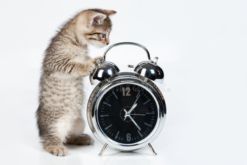 Adorable Kitten with Alarm Clock Stock Photo - Image of pedigreed ...