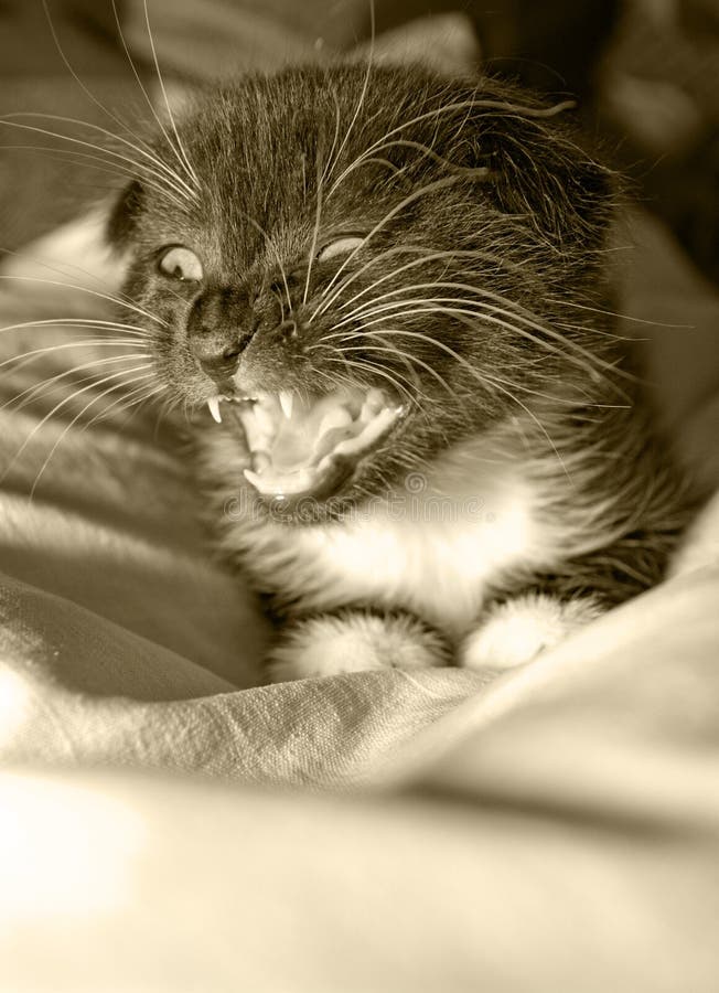 The little kitten is angry stock image. Image of furry - 211868129