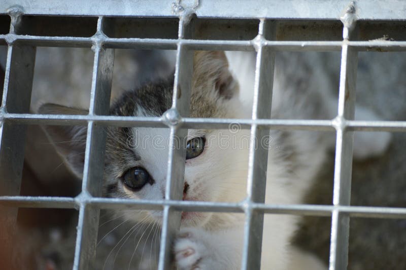 Little kitten behind bars stock photo. Image of bars - 297736648