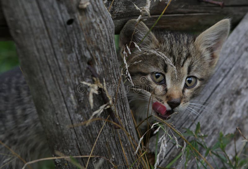 Little kitten stock image. Image of fencing, nature, village - 66509975
