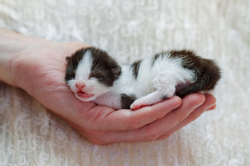 Little Kitten. Black and White Kitten Slipping on Human Hand Stock ...