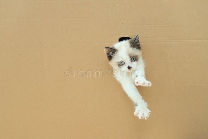 Little Kitten in Cardboard Box. Sad Cat Peeking Out of Box Stock Image ...