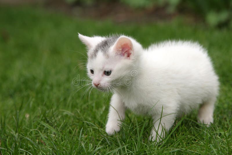 Little Kitten Carefully Taking First Steps Stock Photo - Image of furry ...