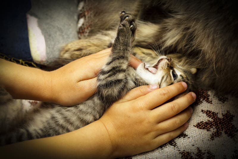 Little Kitten and Cat are Having Fun on the Couch Stock Photo - Image ...