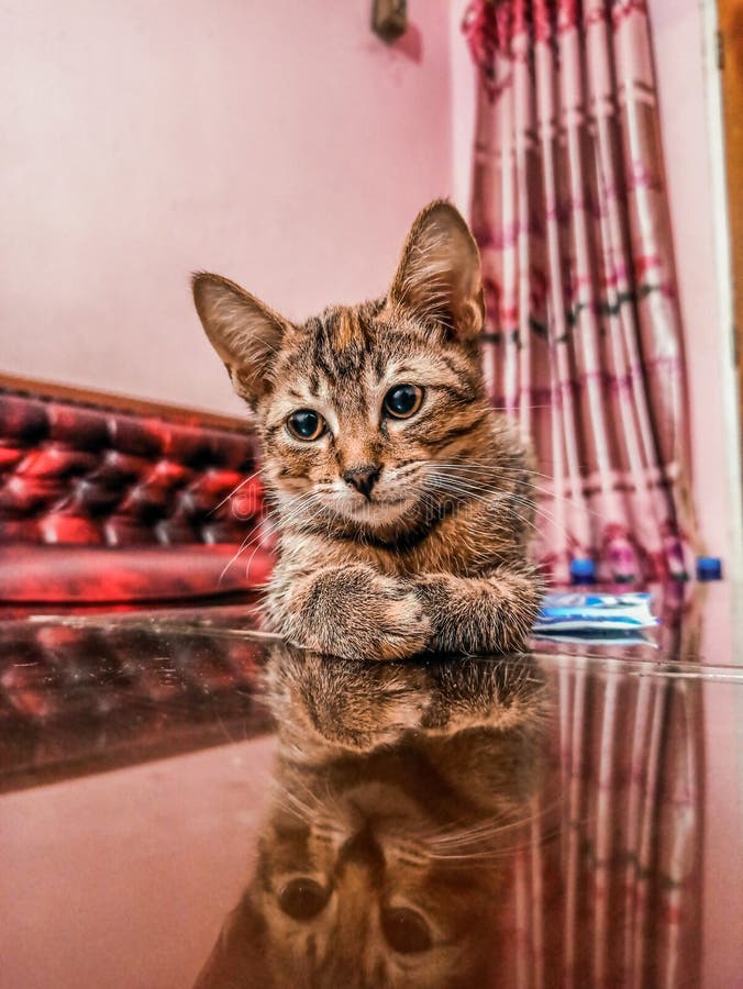 Little Kitten Cat Kitty Kucing Animals Stock Image - Image of kitty ...