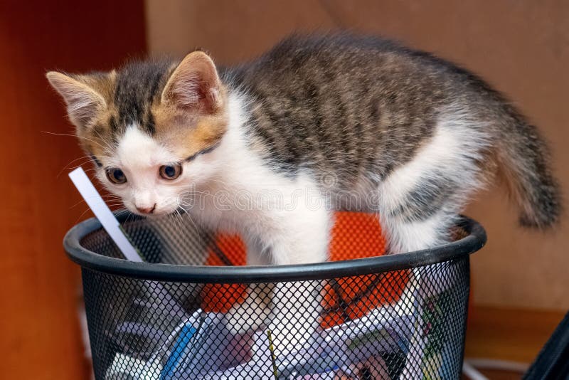 The Little Kitten Climbed into the Trash Can Stock Photo - Image of ...
