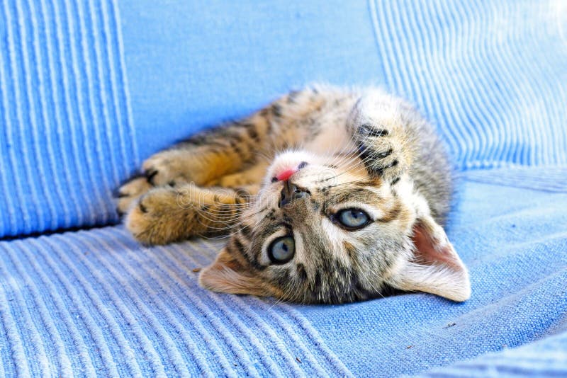 Little kitten on a couch stock image. Image of whisker - 34337909
