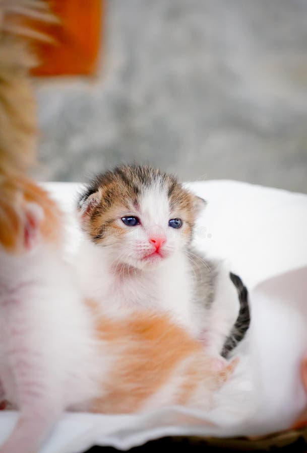 The Little Kitten in the Couch Stock Image - Image of farm, lovely ...