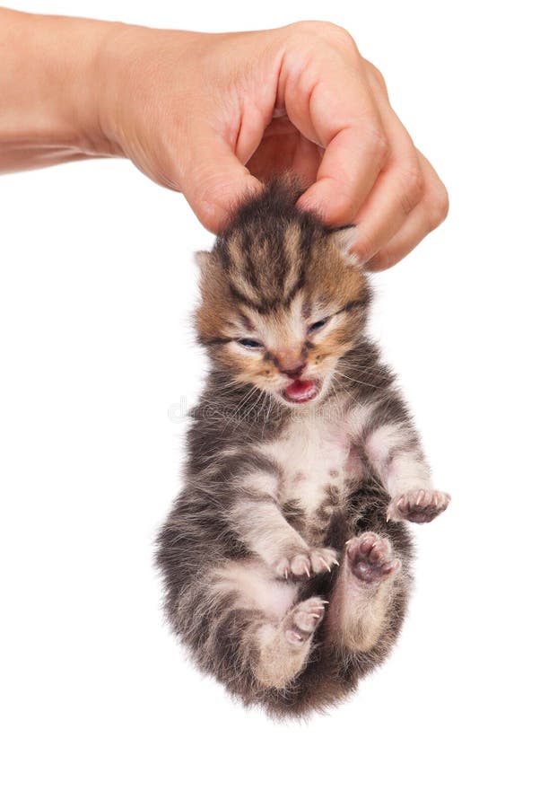 Crying little kitten stock photo. Image of purr, attention - 62832906