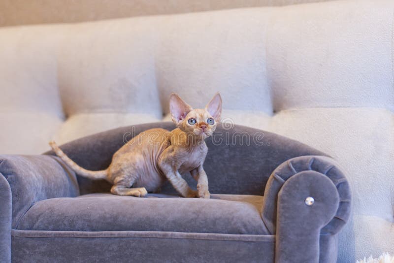 Little Kitten Devon Rex Cat Sitting on Blue Sofa Stock Image - Image of ...