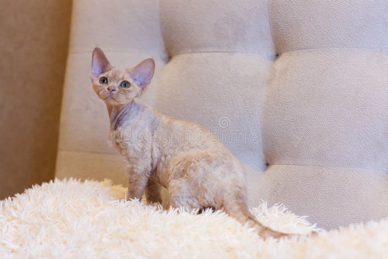 Little Kitten Devon Rex Cat Sitting Stock Photo - Image of lyings ...