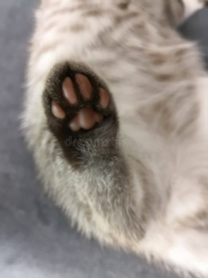 2,441 Kitten Feet Photos - Free & Royalty-Free Stock Photos from Dreamstime
