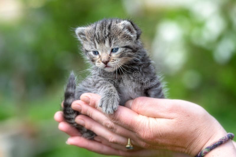 Little Kitten in Female Hands Stock Image - Image of enjoy, hand: 183362973