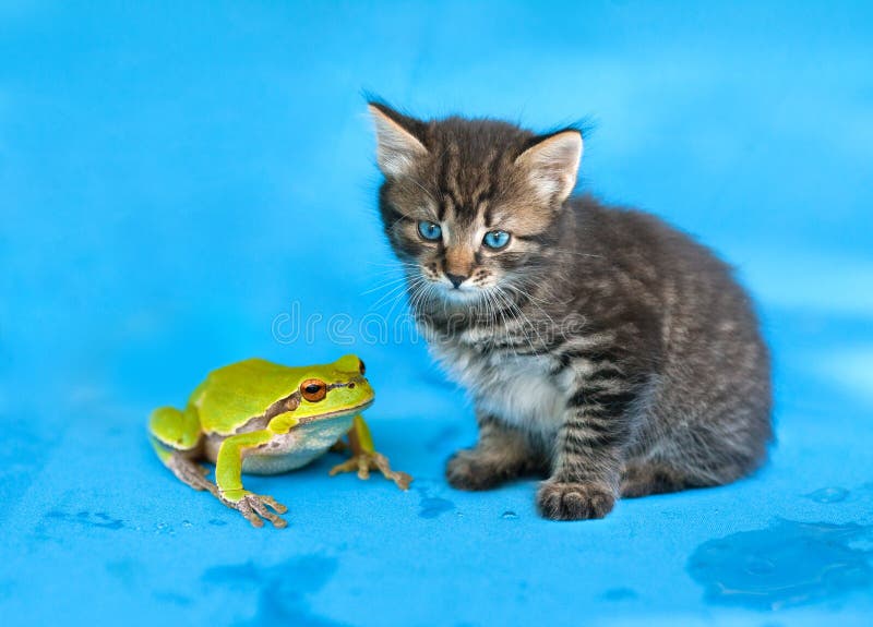 Frog kitten stock image. Image of funny, kitten, frog - 12293341