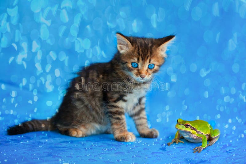 Little kitten and frog stock image. Image of rest, frog - 46796327