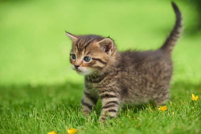 Little kitten on the grass stock image. Image of charming - 55159483