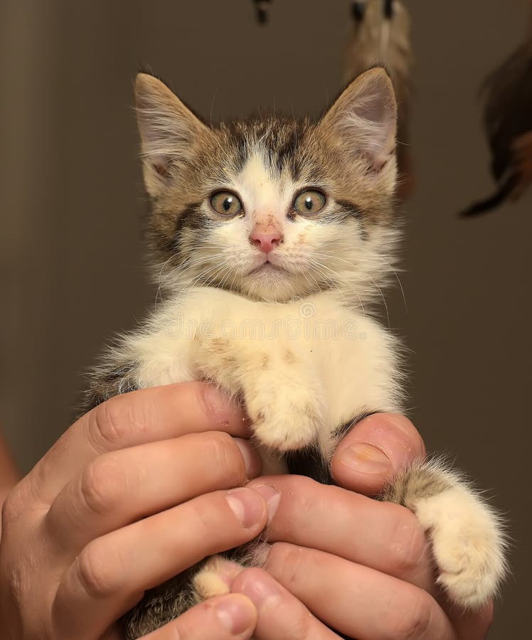 Little kitten in hands stock photo. Image of pedigree - 178169900