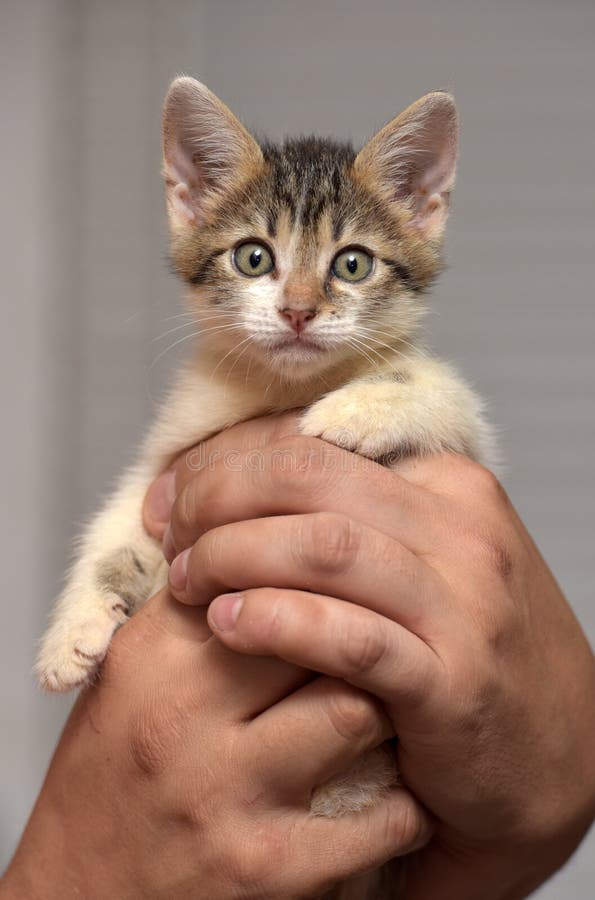 Little kitten in hands stock photo. Image of holding - 178170092