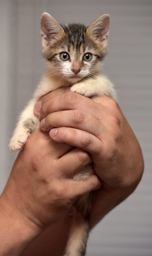 Little kitten in hands stock image. Image of little - 178170117