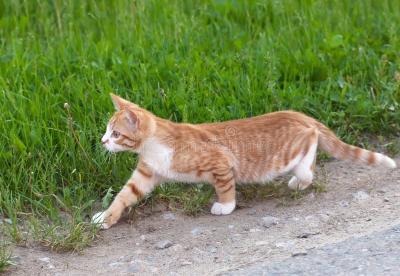 Little kitten hunting stock photo. Image of felis, animal - 31416120