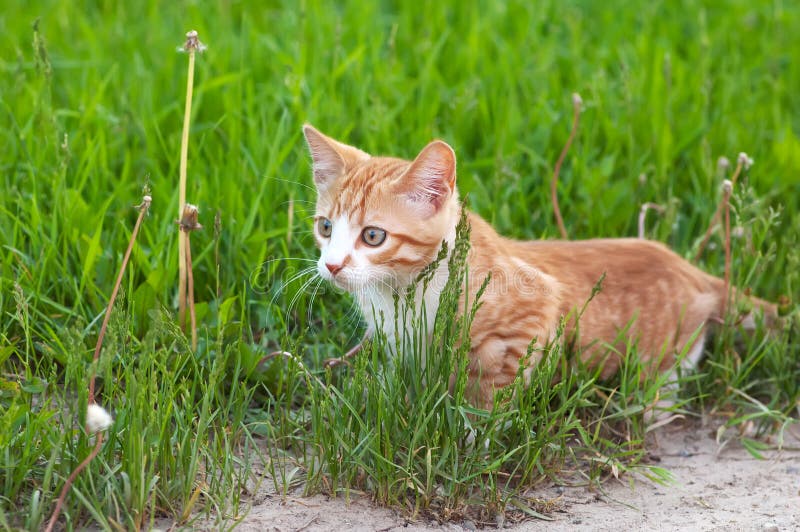 Little kitten hunting stock photo. Image of young, ground - 31416158
