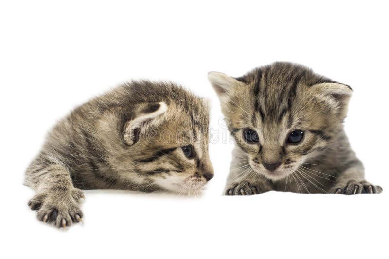 The Little Kitten Isolated on White Stock Photo - Image of cute, studio ...