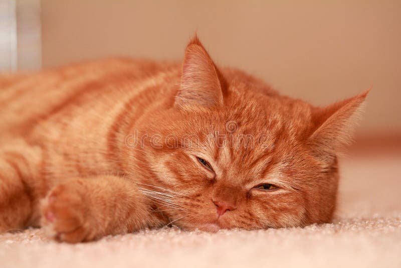 Interesting Red Cat Falls Asleep Stock Image - Image of asleep, falls ...
