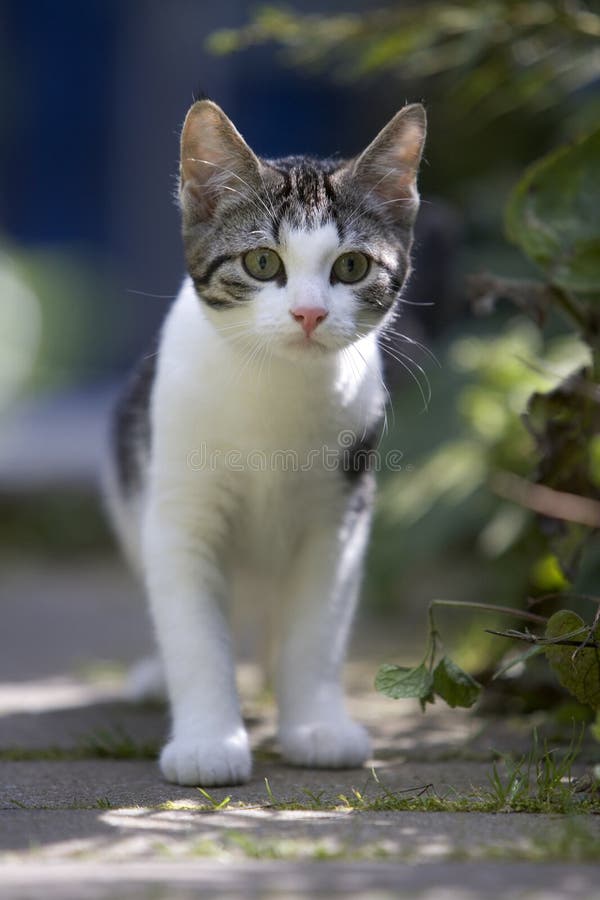 Little Kitten Looking into Camera in the Garden Stock Photo - Image of ...