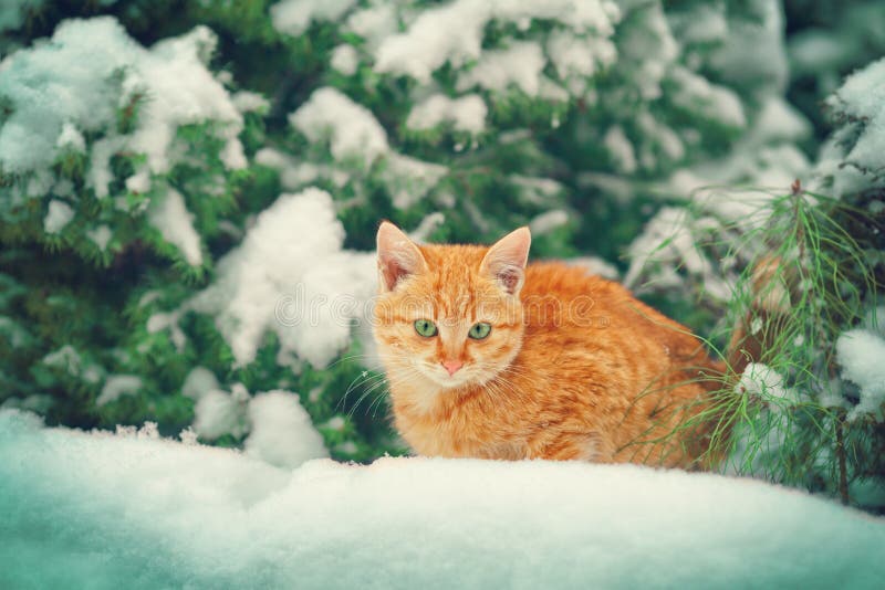 Little Kitten Lying in the Snow Stock Photo - Image of christmas, frost ...
